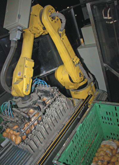 Robots flexibility proves perfect for potato packing - Automation Magazine