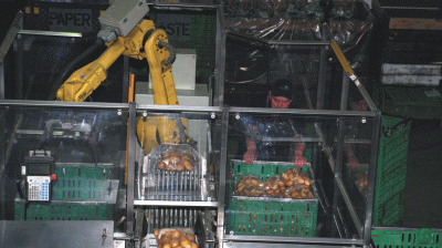 Robots flexibility proves perfect for potato packing - Automation Magazine